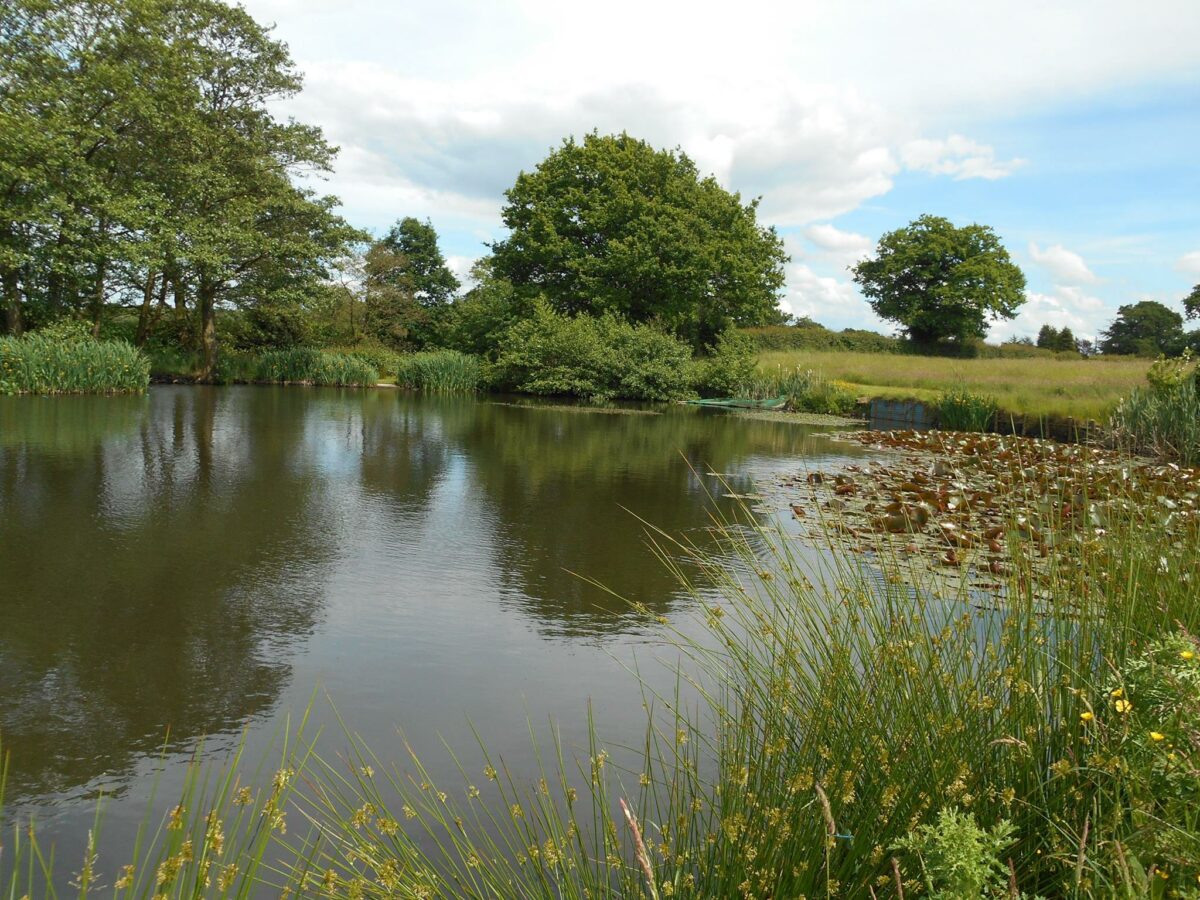 Bay Malton Angling Club waters - Cheshire North West fishing